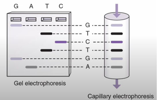 News - DNA Sequencing Electrophoresis Apparatus