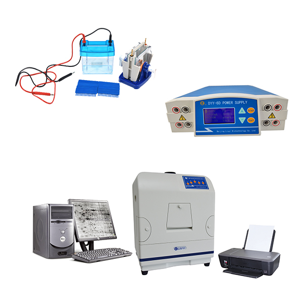 China Turnkey Solution for Protein Electrophoresis Products ...